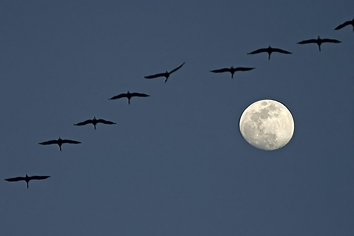 #33: Dr. Andrew Farnsworth – Predicting Bird Migrations with BirdCast ...