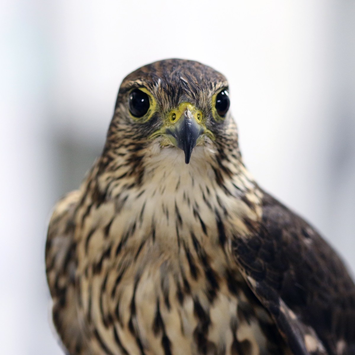#55: Denise Lewis – Raptors of the Raptor Woodland Refuge – Nature's ...