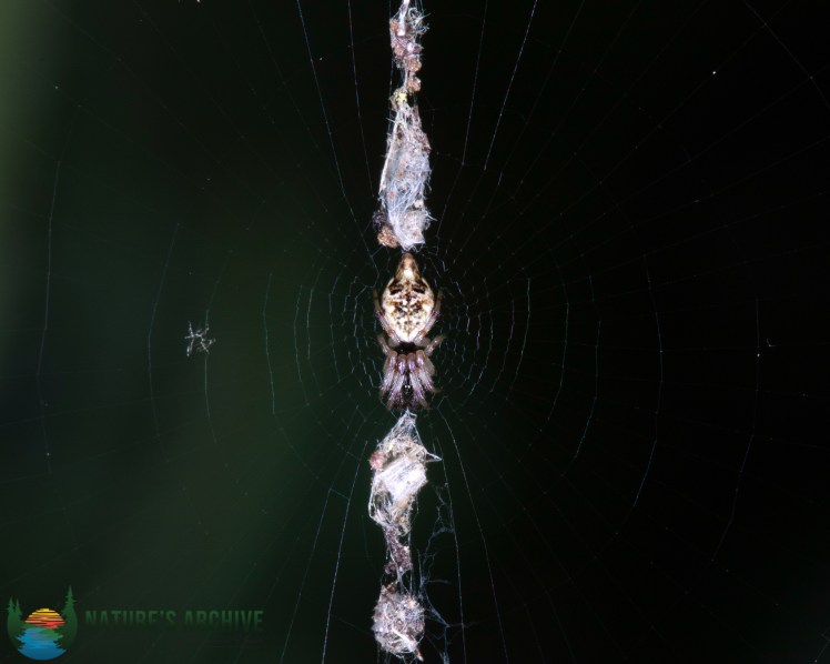 Joro Spiders: Should You Be Concerned? And more Astounding Spiders with ...