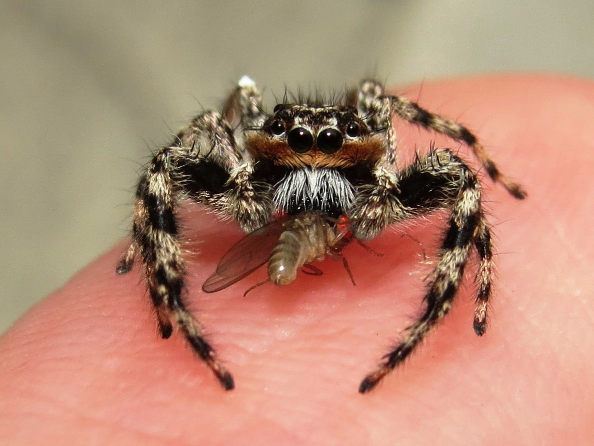 Joro Spiders: Should You Be Concerned? And more Astounding Spiders with Dr. Sarah Rose – Nature ...