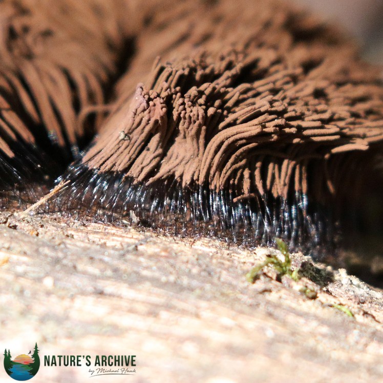 #59: Alison Pollack – Finding and Photographing Slime Molds – Nature's ...