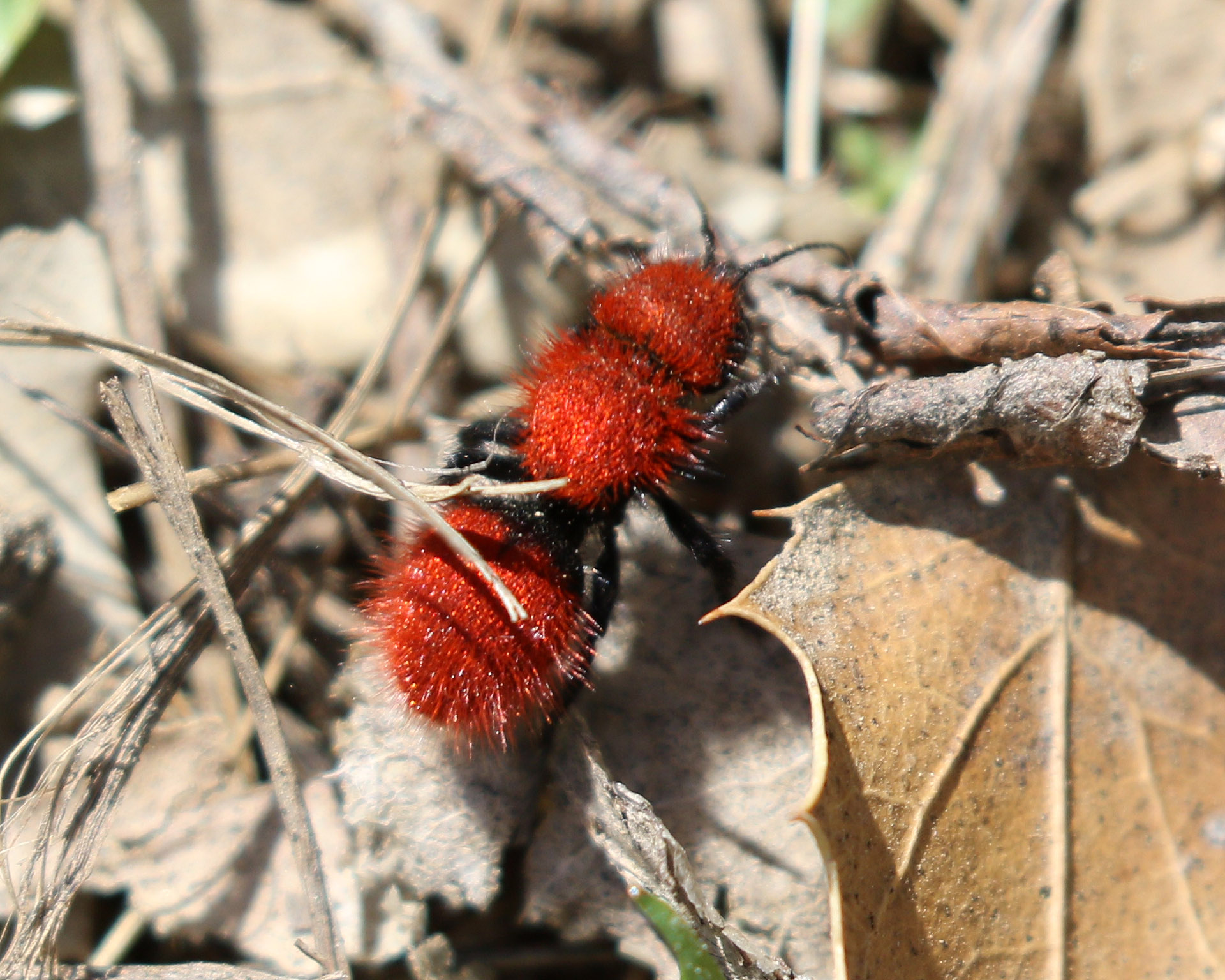 #92: Secrets of Beautifully Fuzzy Velvet Ants with Dr. Joseph Wilson ...