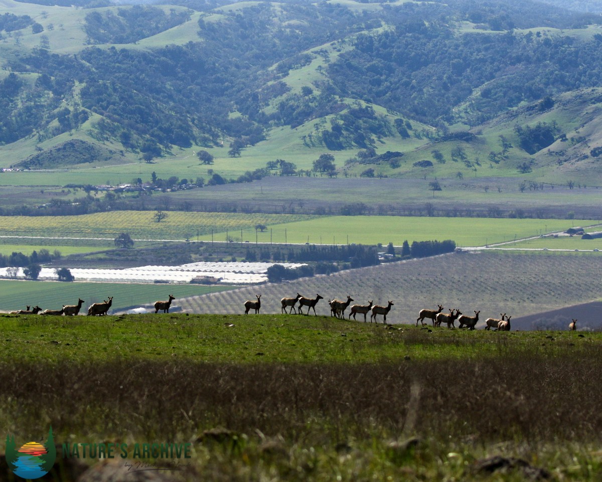 Saving a Valley: How Coyote Valley Inspires Conservation – Nature's ...